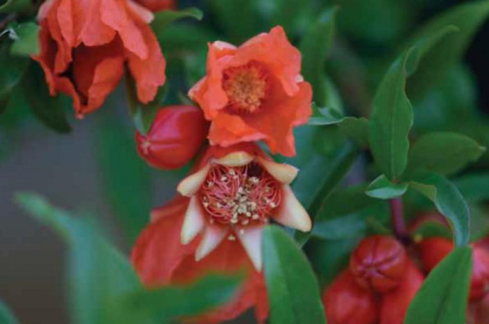 RAST ISTRE – SI Interreg SI-HR